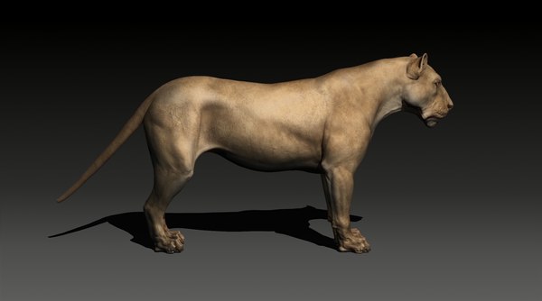 3D model animal lion - TurboSquid 1685522