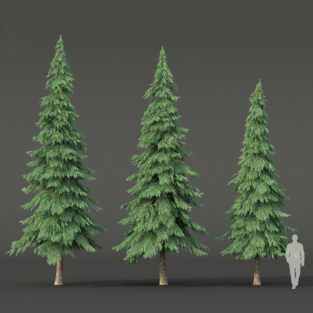 3D Fir-tree - TurboSquid 1872883