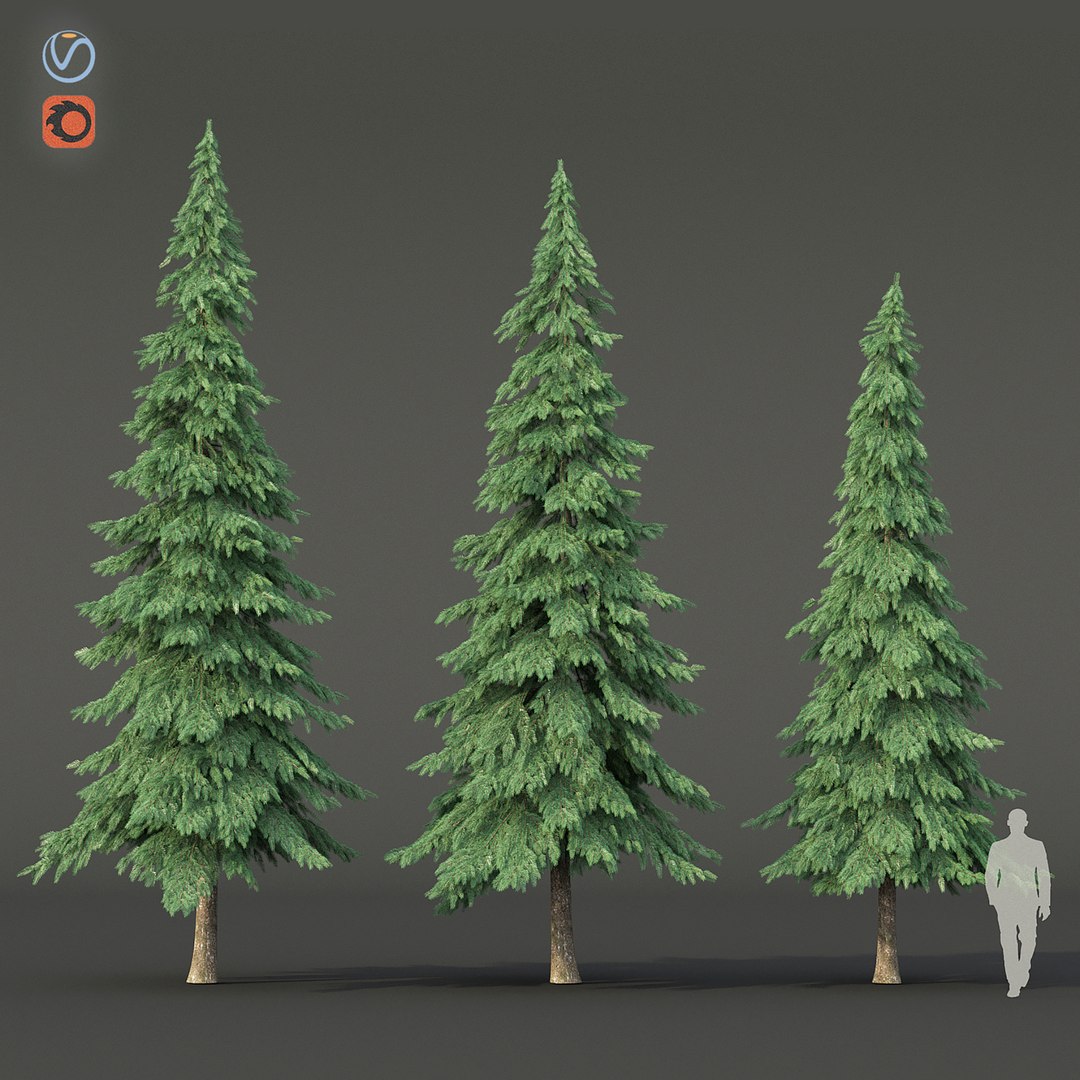 3D Fir-tree - TurboSquid 1872883