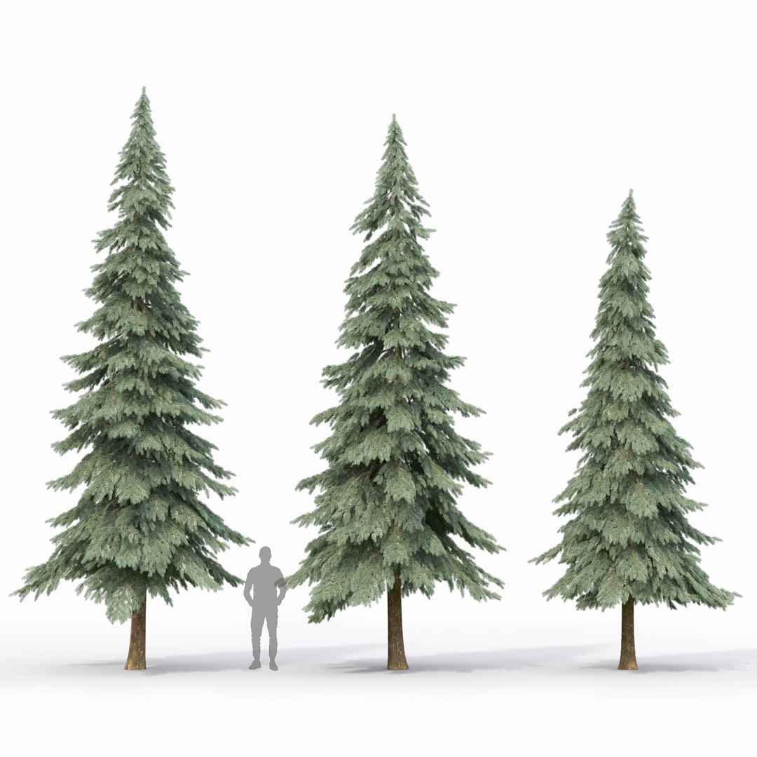 3D Fir-tree - TurboSquid 1872883