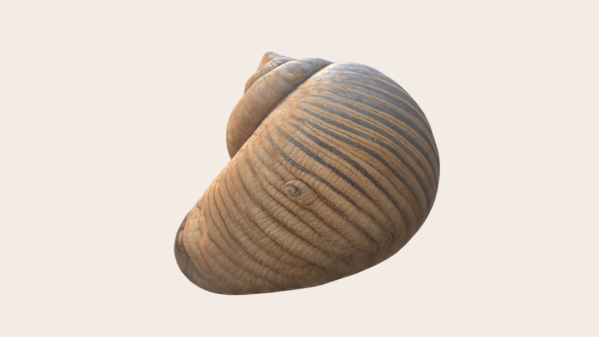 3D Seashell Sea Snail Model - TurboSquid 2263852