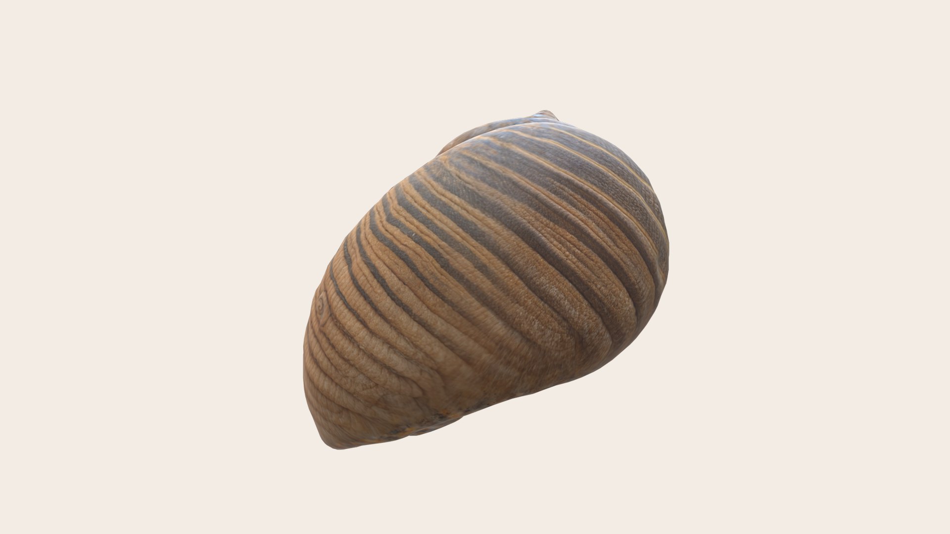 3D Seashell Sea Snail Model - TurboSquid 2263852