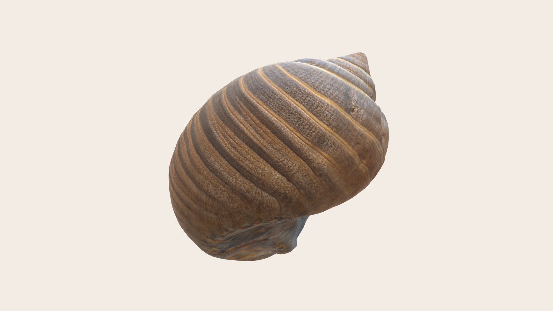 3D Seashell Sea Snail Model - TurboSquid 2263852
