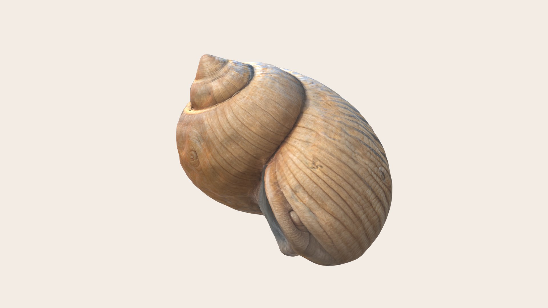 3D Seashell Sea Snail Model - TurboSquid 2263852