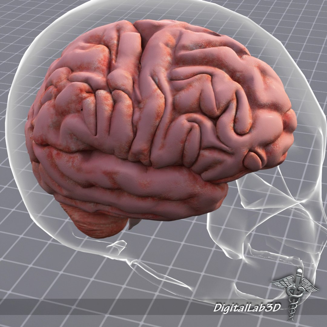 Human Brain Anatomy 3d Model