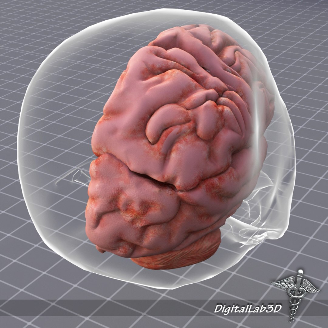 Human Brain Anatomy 3d Model