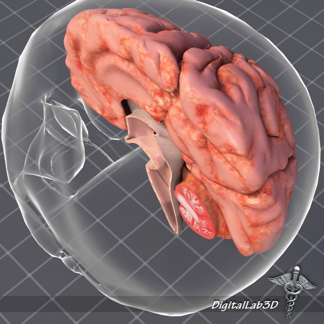 Human Brain Anatomy 3d Model