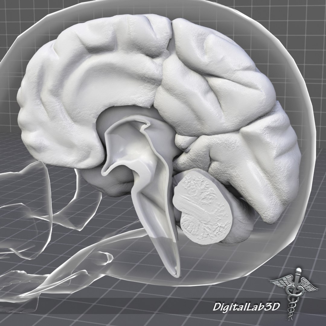 Human Brain Anatomy 3d Model