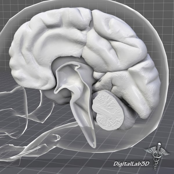 human brain anatomy 3d model