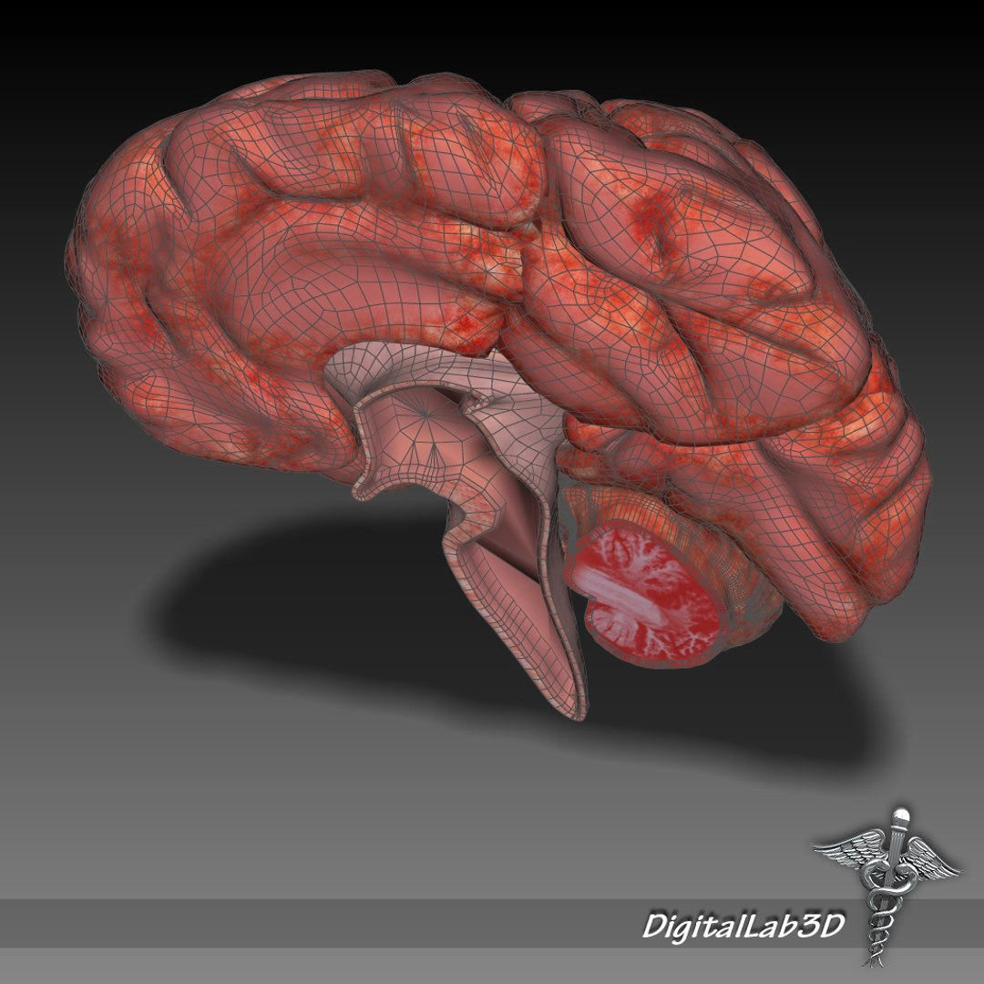 Human Brain Anatomy 3d Model