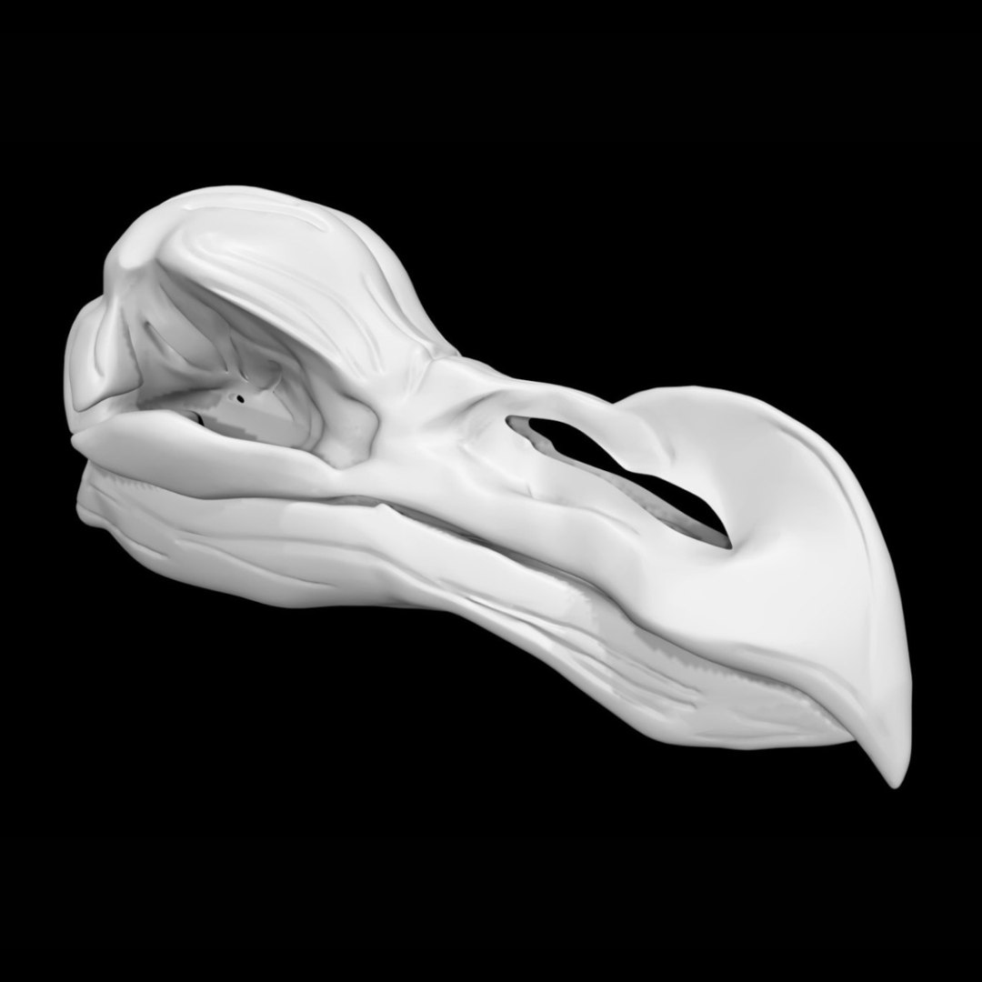 3D Dodo Skull Model - TurboSquid 1889582