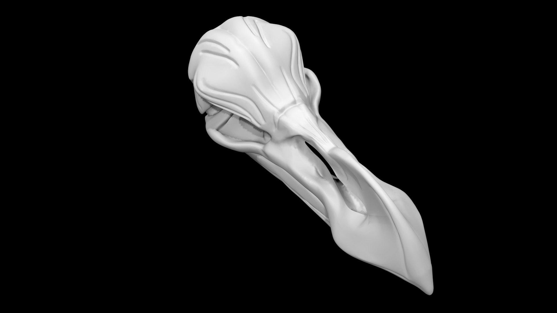 3D Dodo Skull Model - TurboSquid 1889582