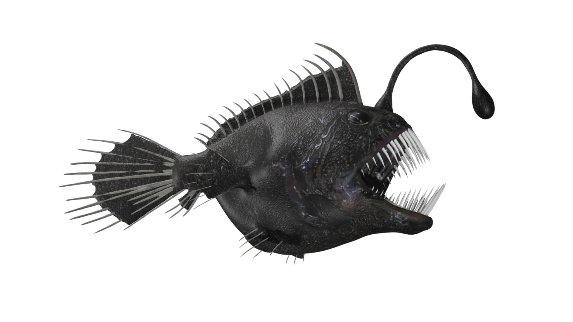 Anglerfish 3D Model - TurboSquid 1773852
