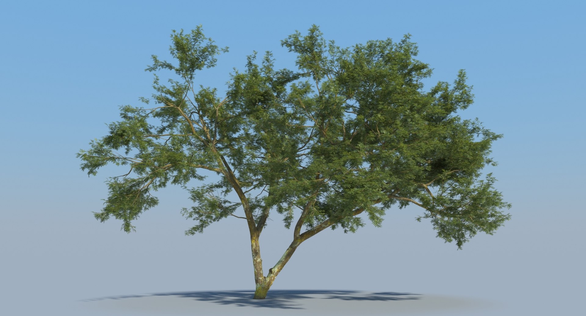 Scanned African Tree Leaves 3d Model