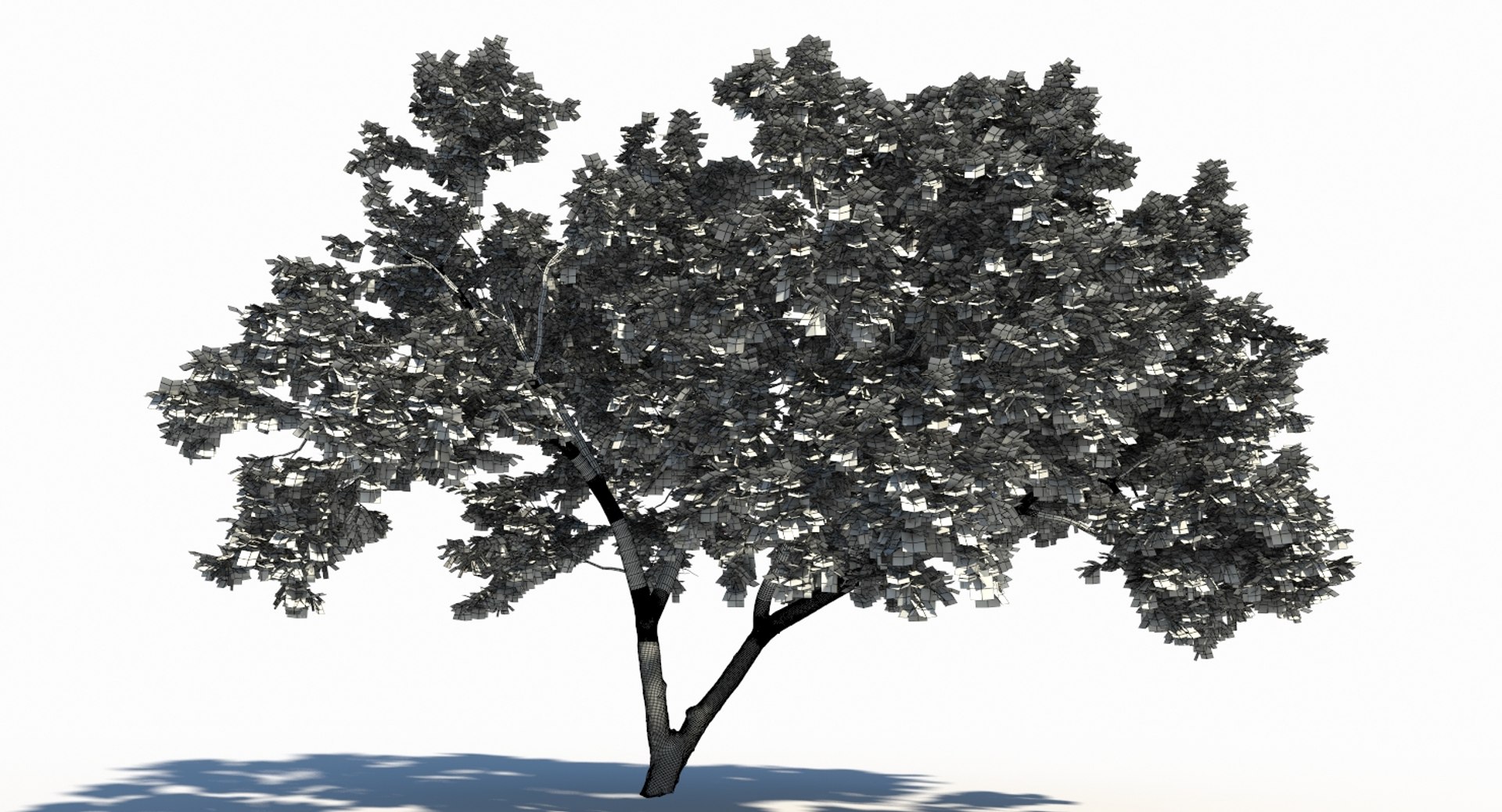 Scanned African Tree Leaves 3d Model