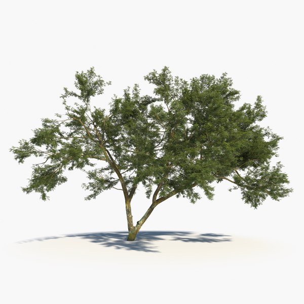 3d model tree acacia plant
