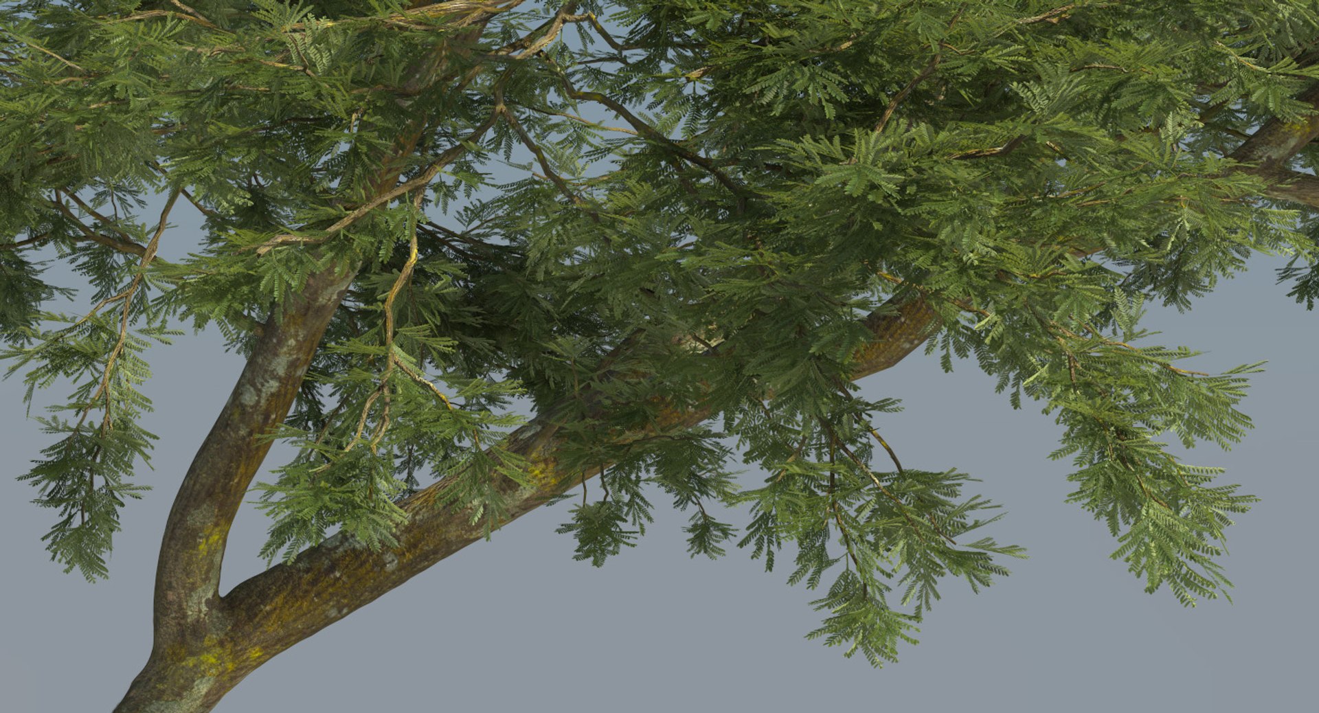 Scanned African Tree Leaves 3d Model