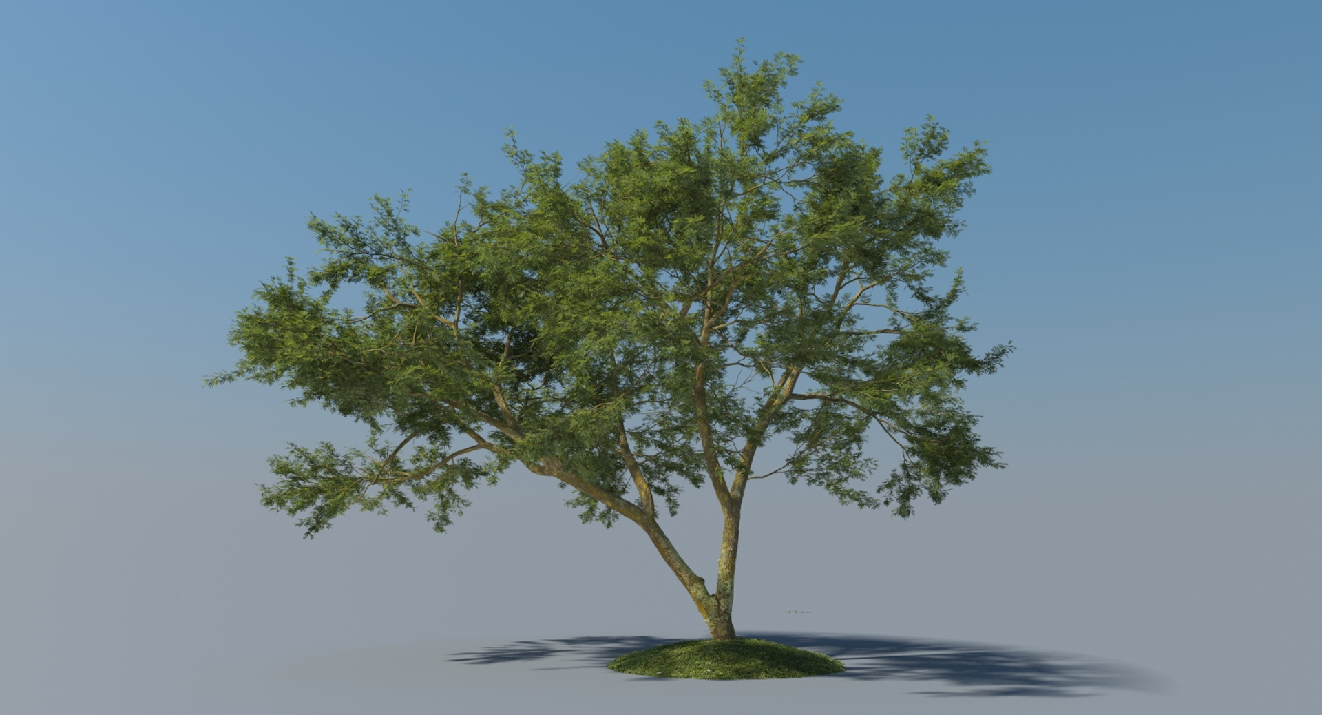Scanned African Tree Leaves 3d Model