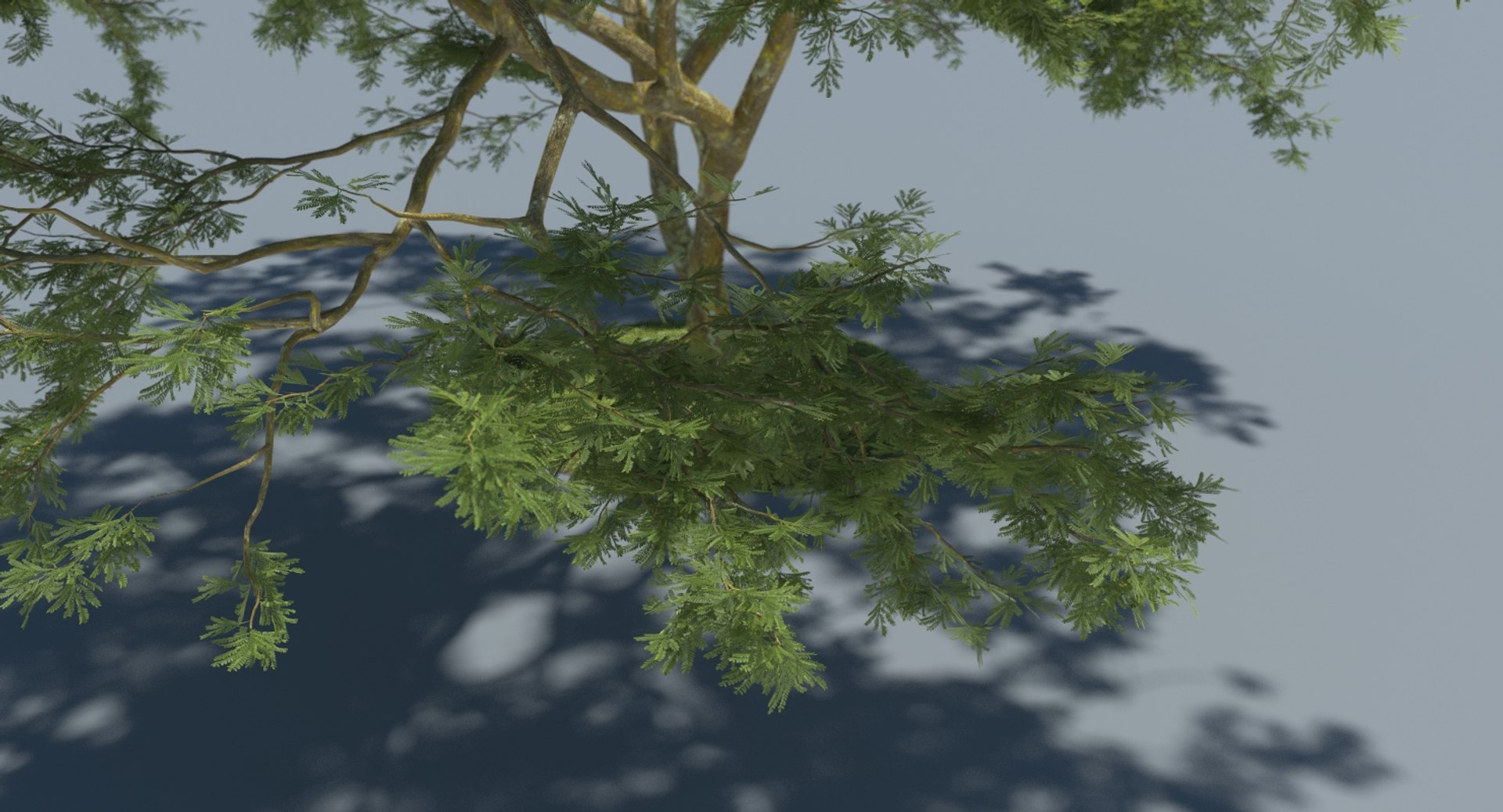 Scanned African Tree Leaves 3d Model