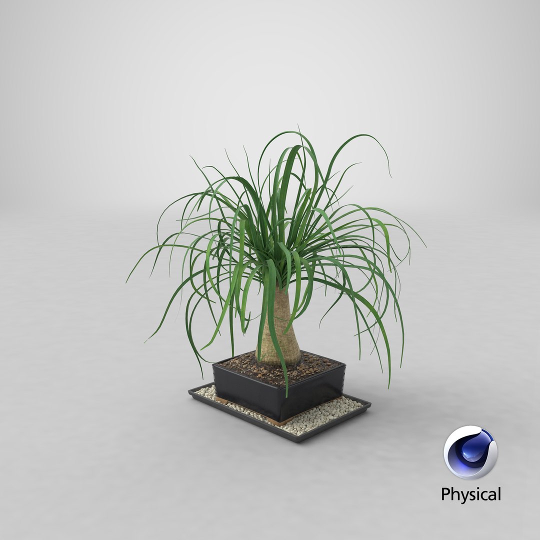 3D bonsai tree - TurboSquid 1359148