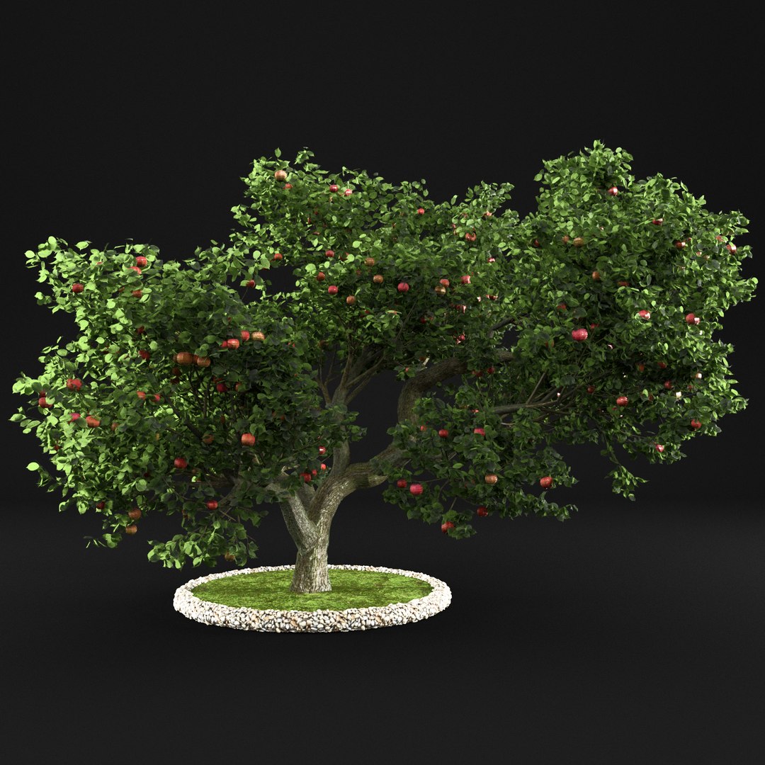 Apple Tree 3D Model - TurboSquid 1159272