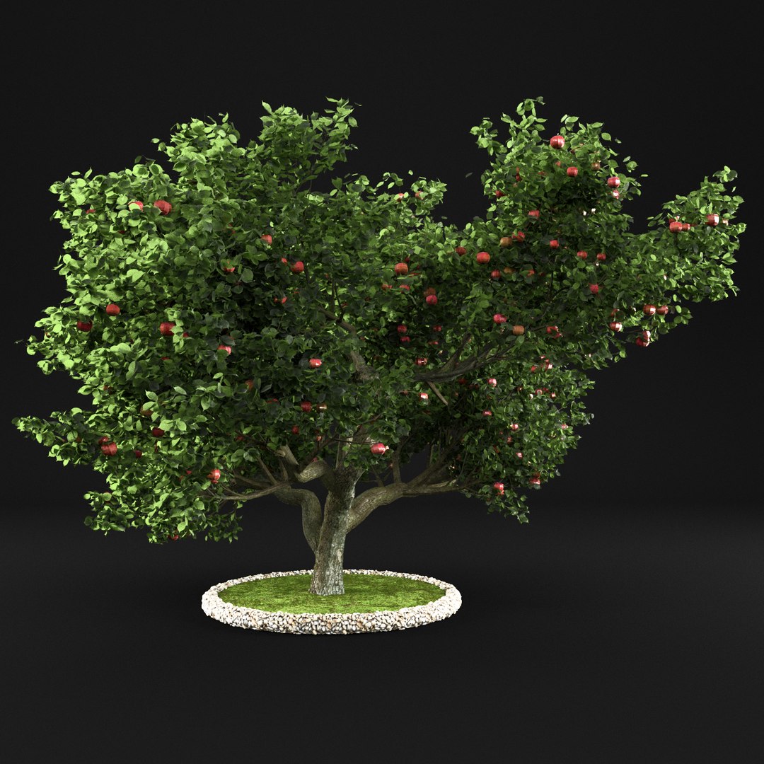 Apple Tree 3D Model - TurboSquid 1159272