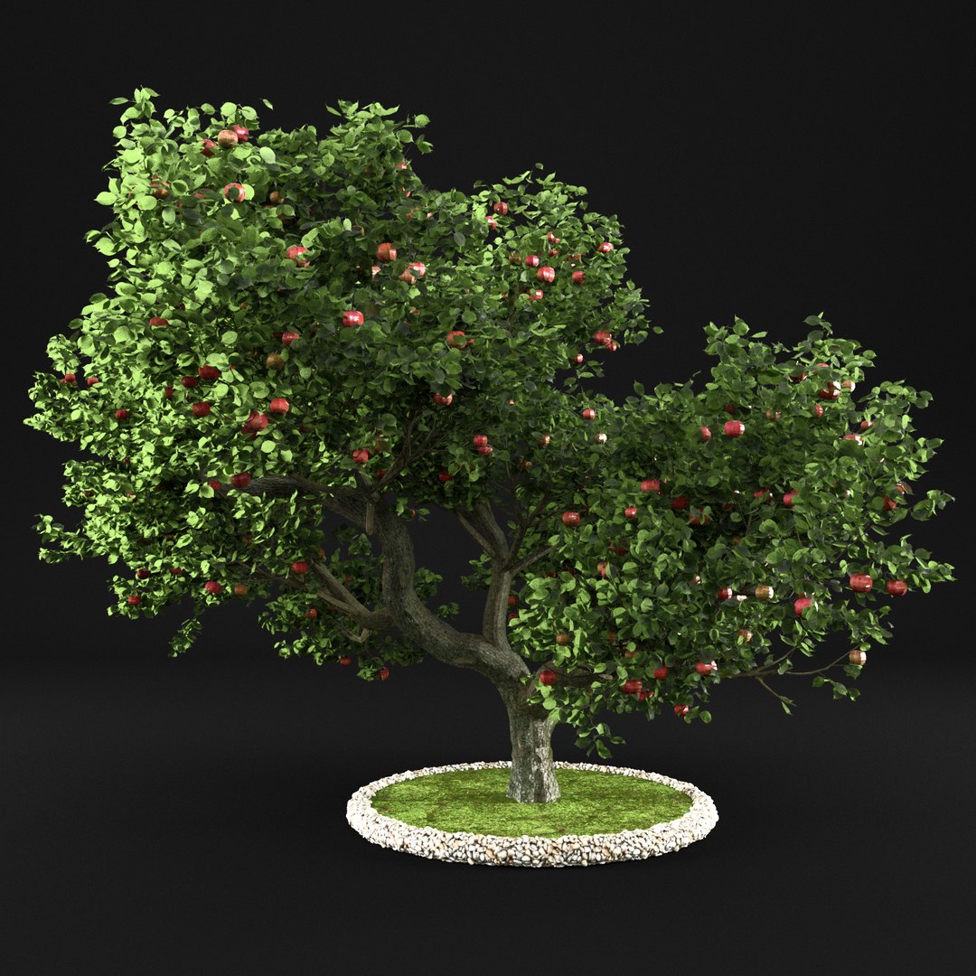 Apple Tree 3D Model - TurboSquid 1159272