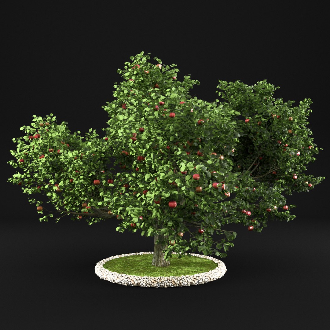 Apple Tree 3D Model - TurboSquid 1159272