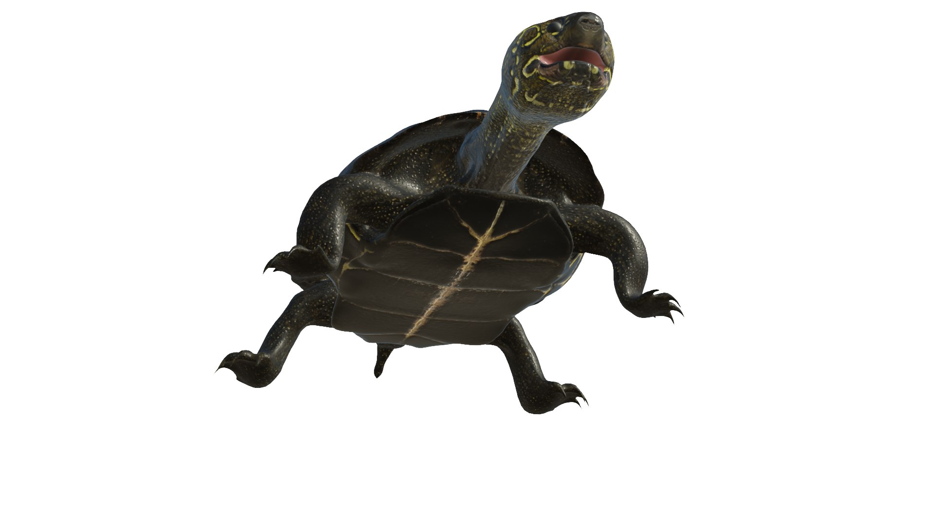 Turtle 3D Model - TurboSquid 1889019