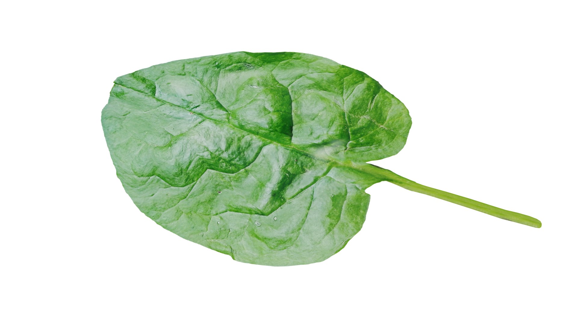 Spinach 3D Model - TurboSquid 1948414