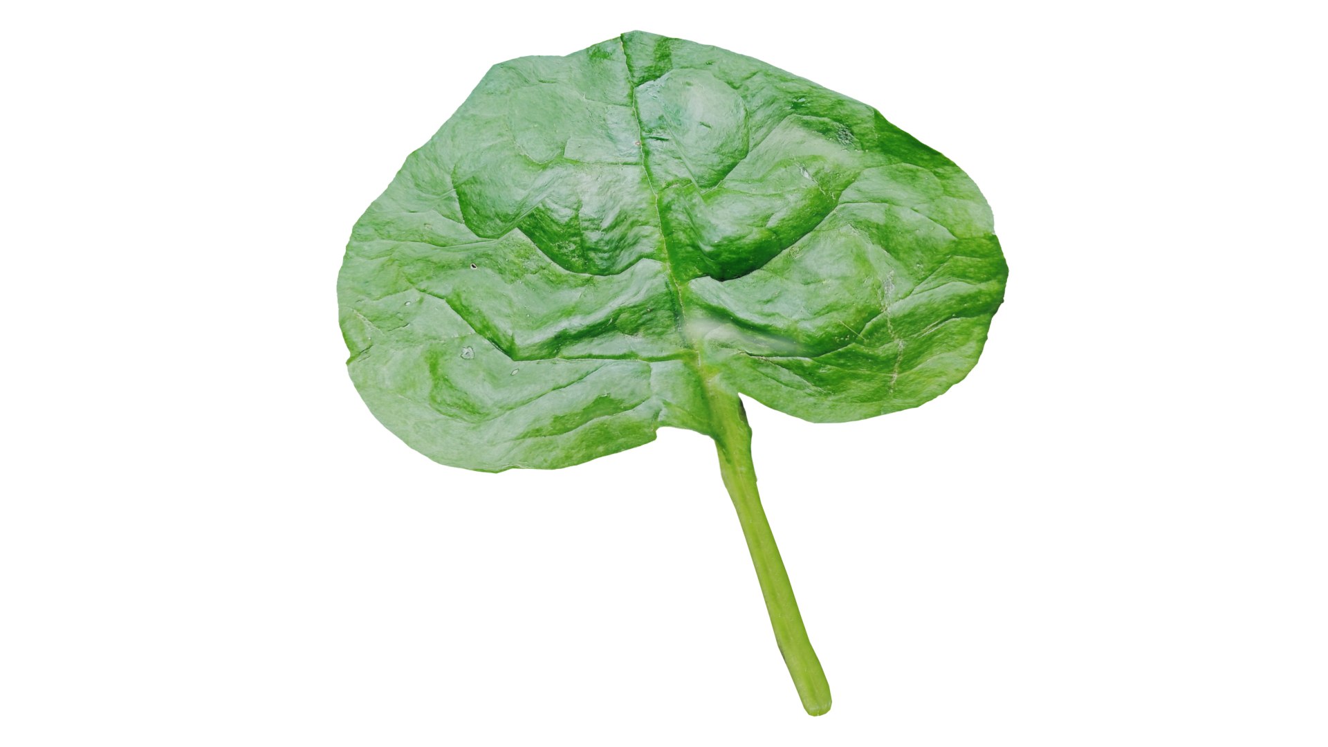 Spinach 3D Model - TurboSquid 1948414