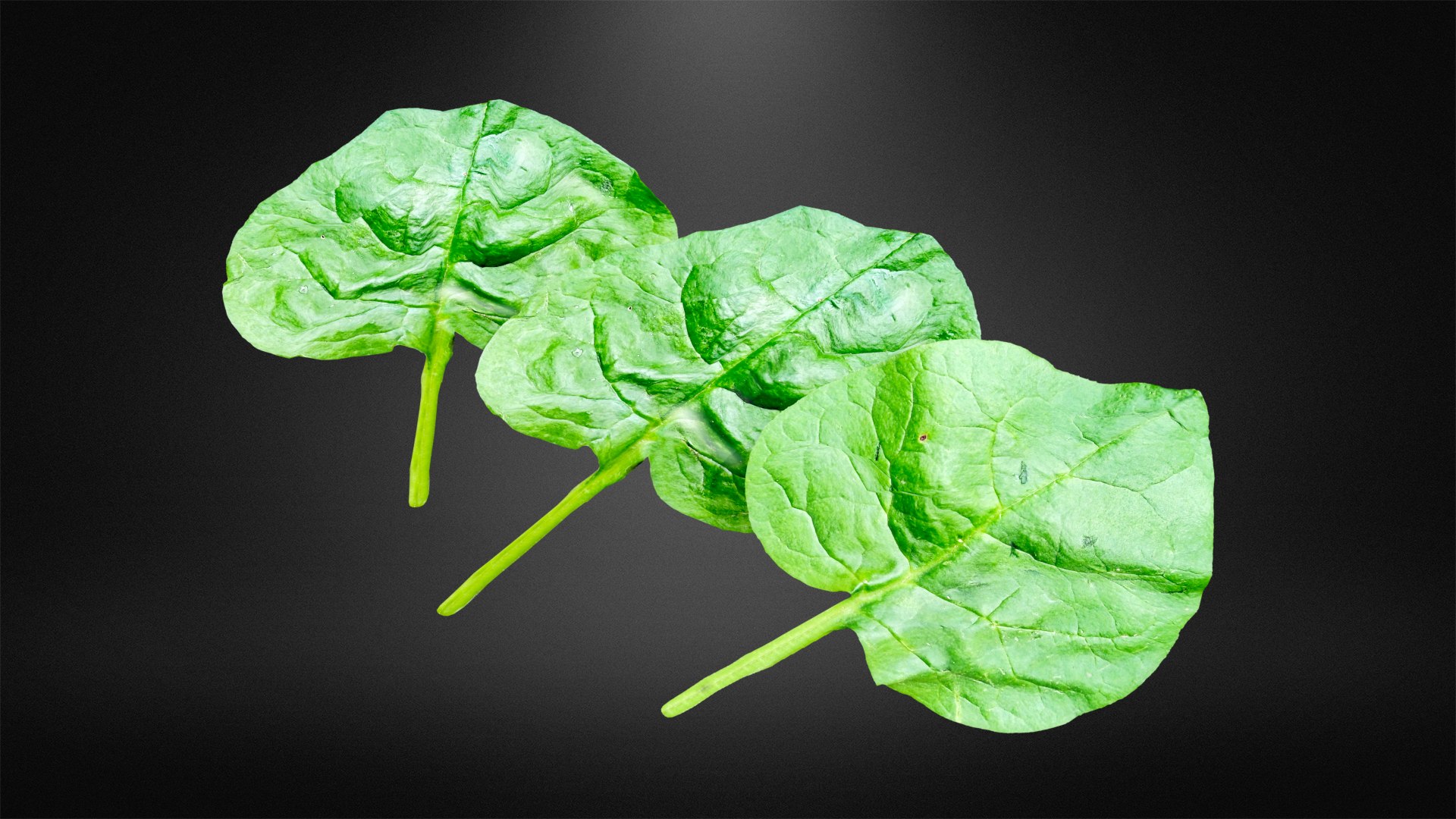 Spinach 3D Model - TurboSquid 1948414