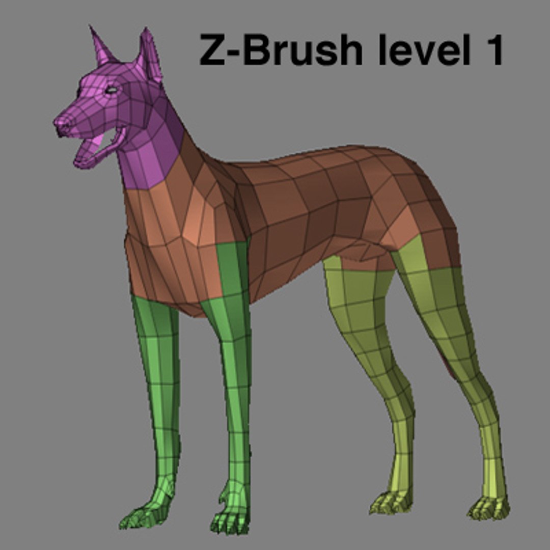 3d dog canine anatomy model