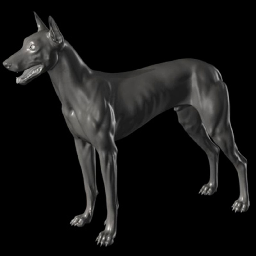 3d dog canine anatomy model