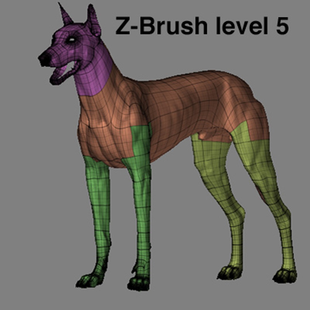 3d dog canine anatomy model