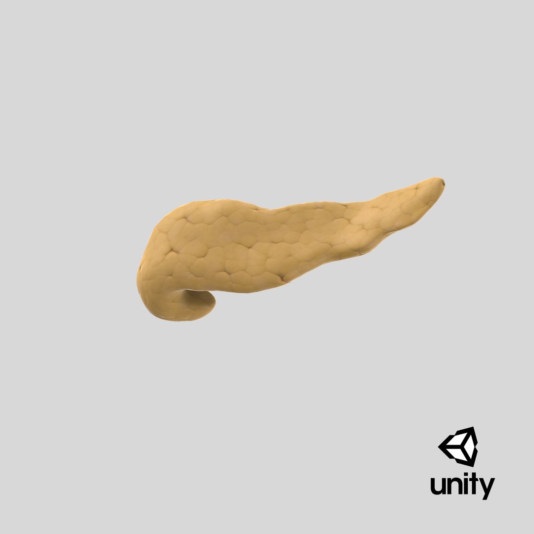 Human pancreas anatomy 3D model - TurboSquid 1732775