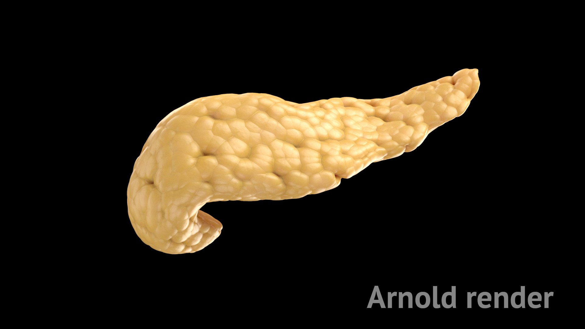 Human Pancreas Anatomy 3D Model - TurboSquid 1732775
