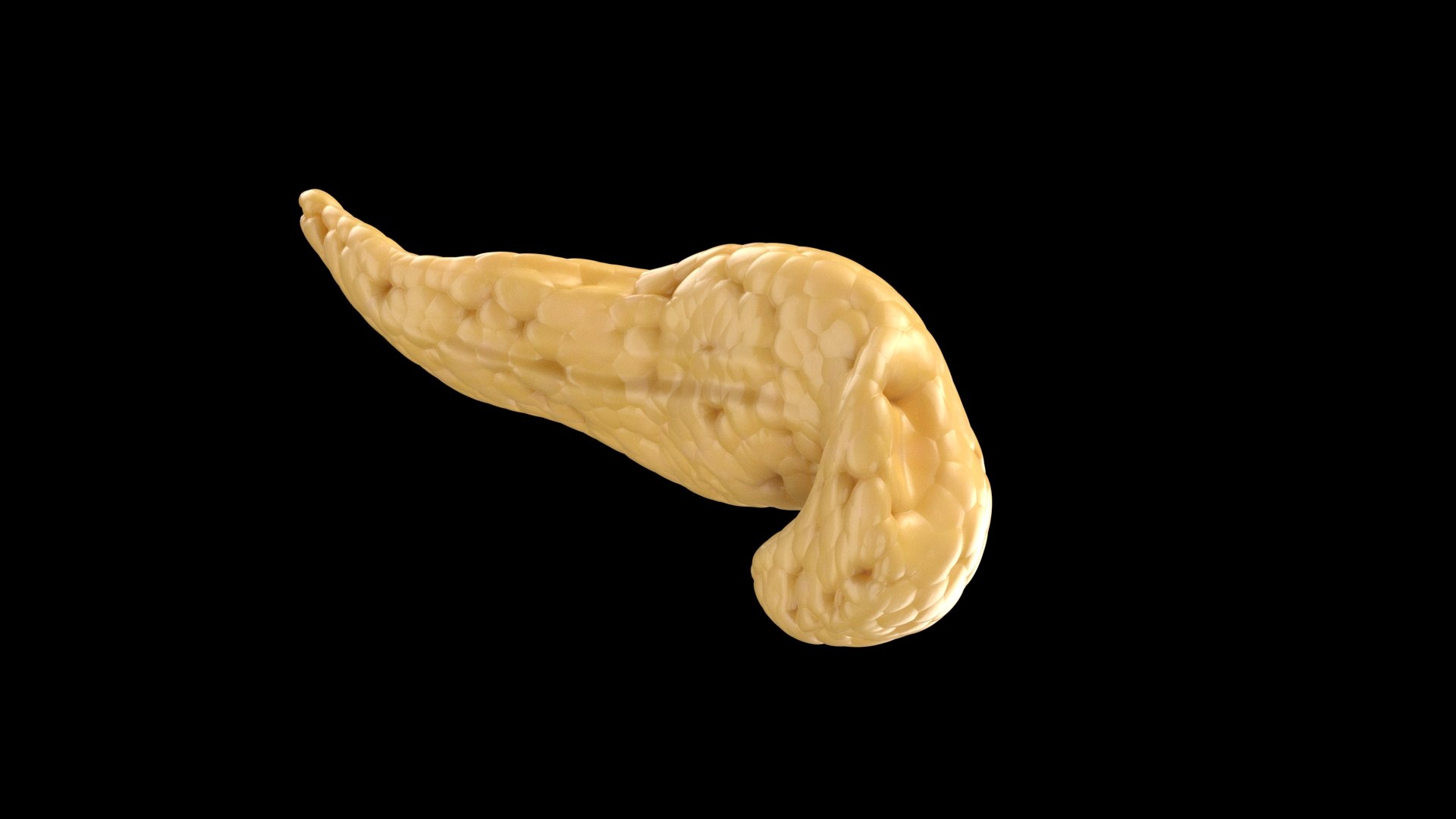 Human Pancreas Anatomy 3D Model - TurboSquid 1732775