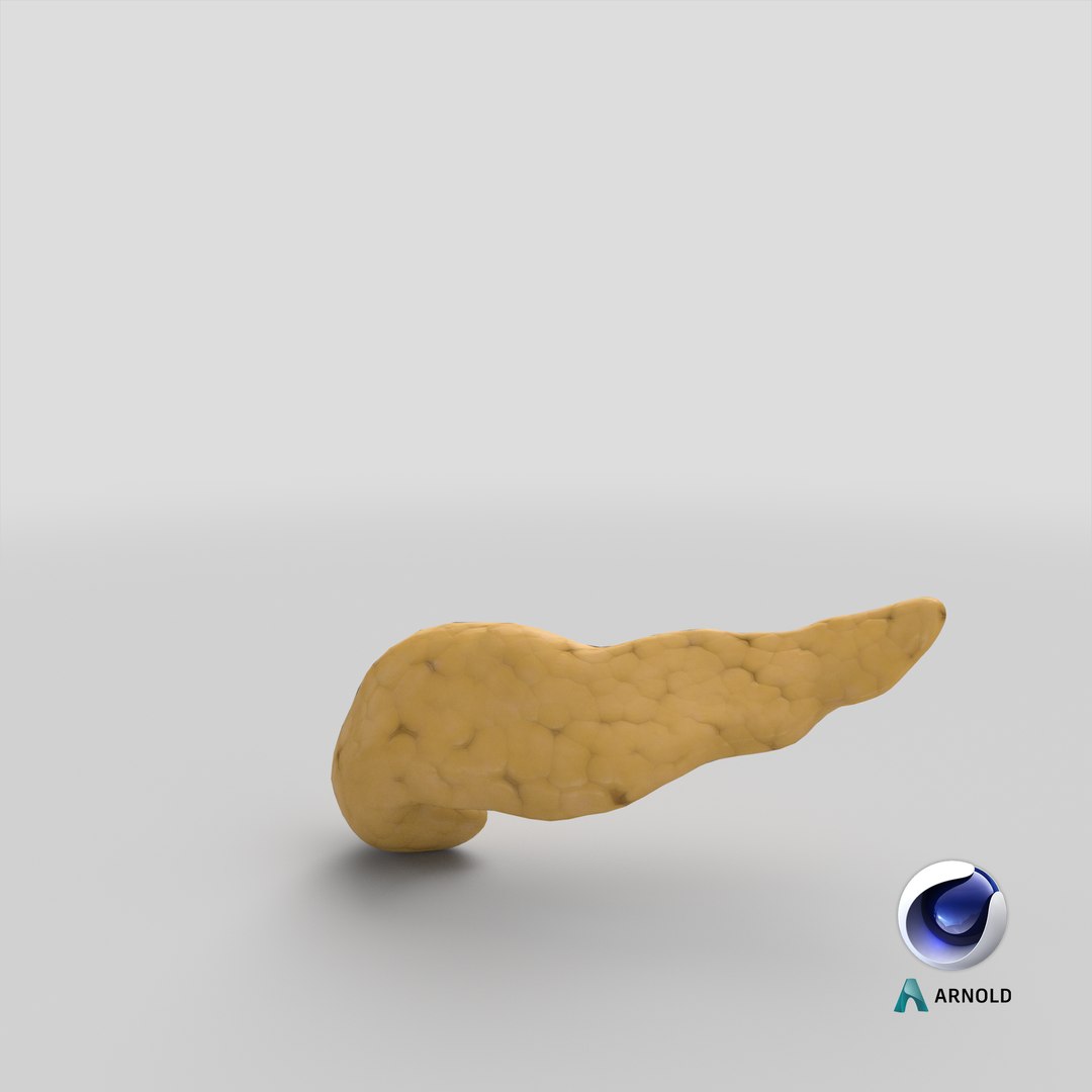 Human Pancreas Anatomy 3D Model - TurboSquid 1732775