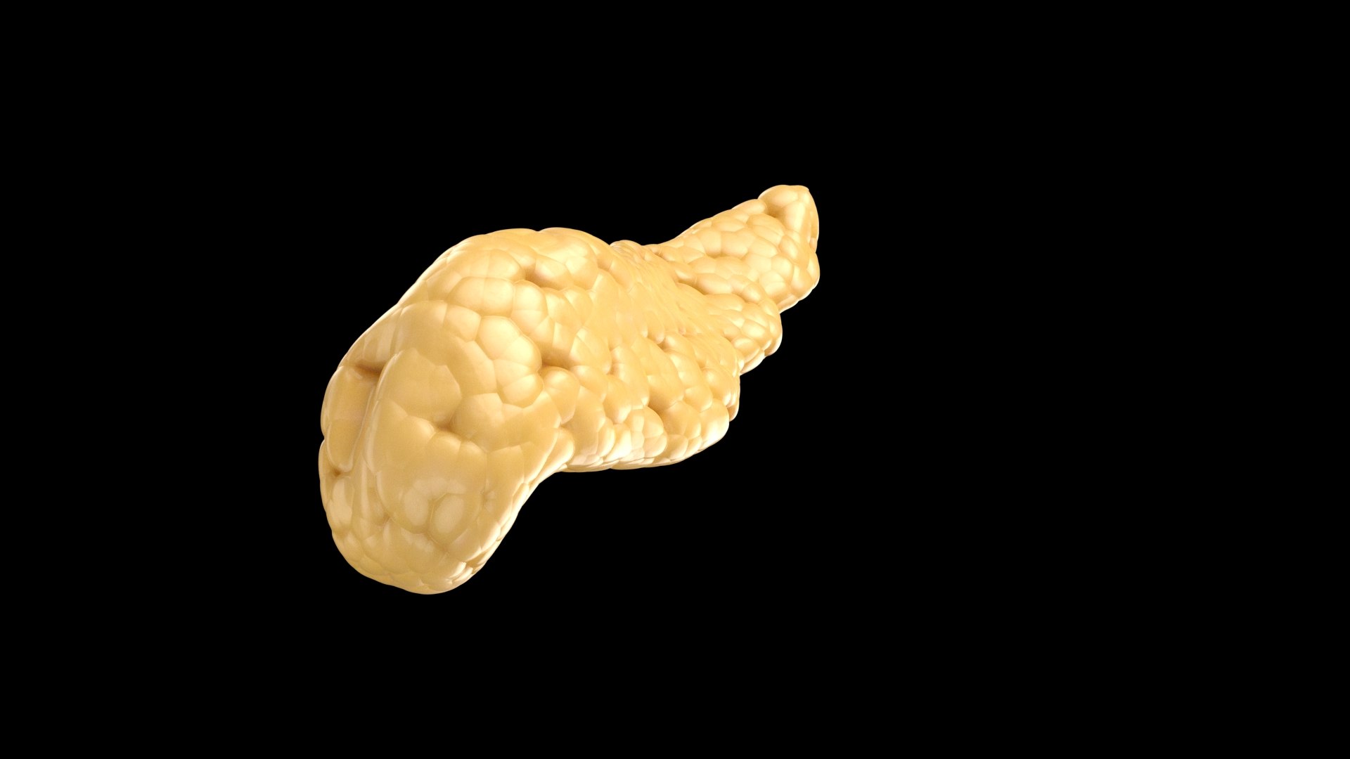 Human Pancreas Anatomy 3D Model - TurboSquid 1732775