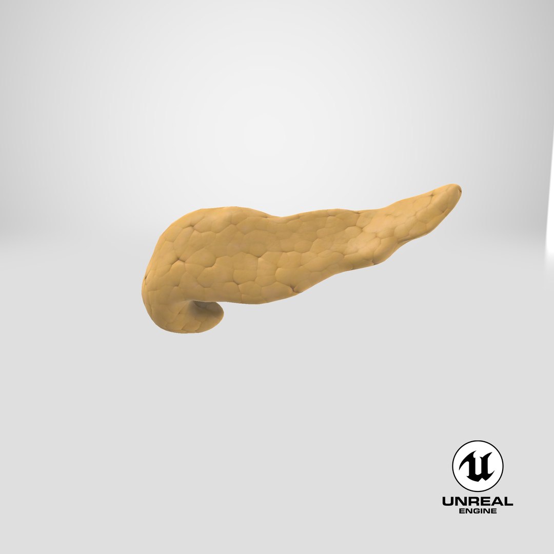 Human pancreas anatomy 3D model - TurboSquid 1732775