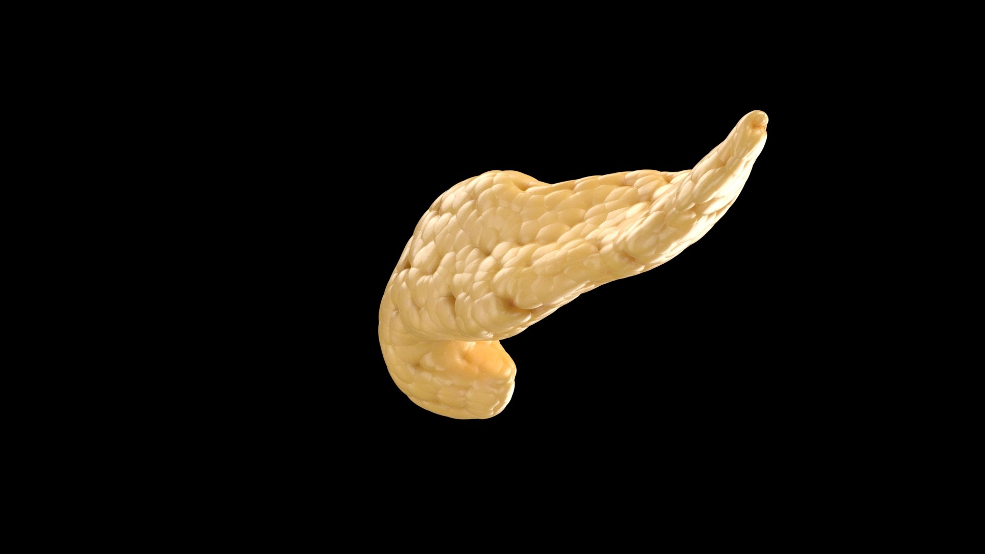Human Pancreas Anatomy 3D Model - TurboSquid 1732775