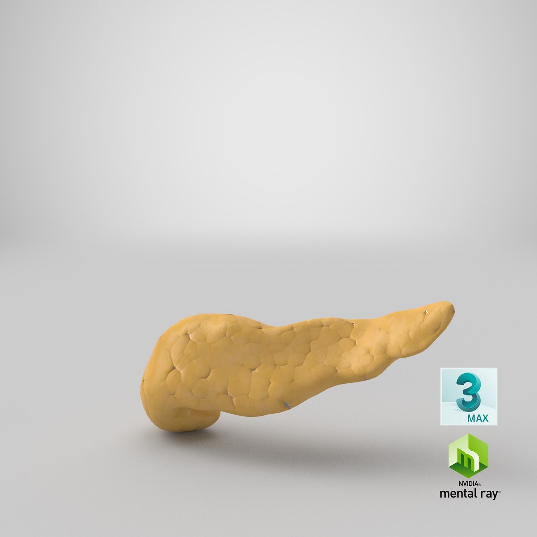 Human pancreas anatomy 3D model - TurboSquid 1732775
