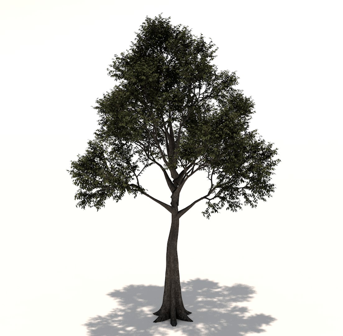 Ceiba Tree Model - TurboSquid 1344740