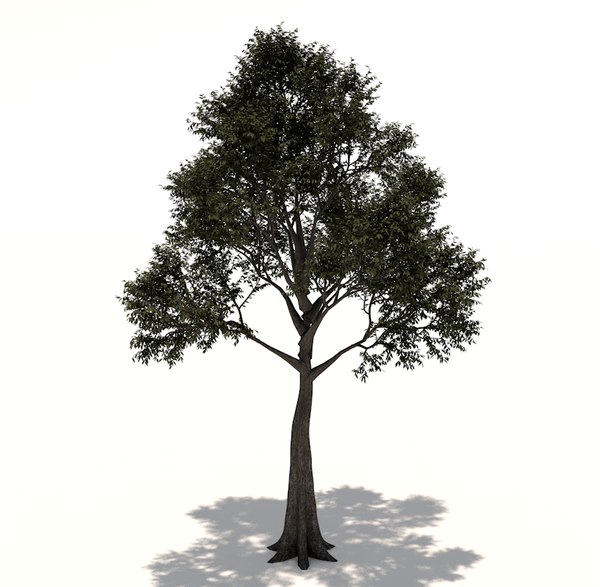 modelo 3d Ceiba Tree modelo 3d - TurboSquid 1344740