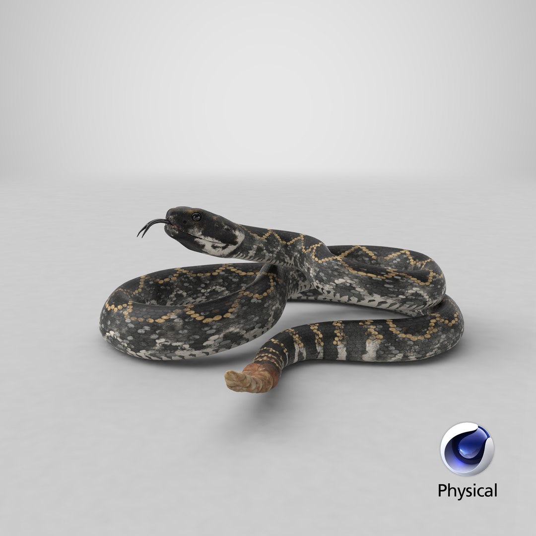 Dark rattlesnake snake rattle 3D model - TurboSquid 1398395