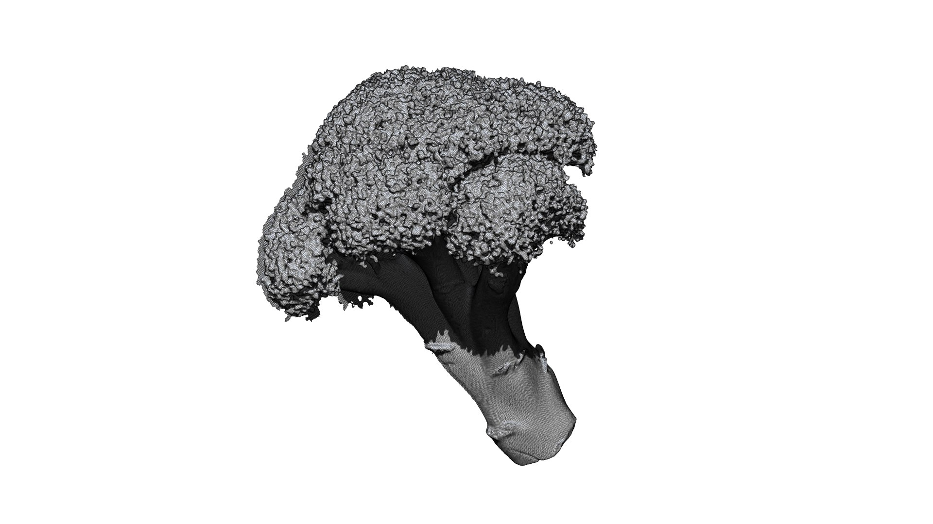 Broccoli Cut 3D CT Scan Model 2 3D Model - TurboSquid 1886416