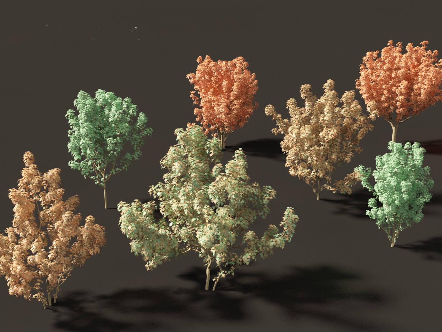 3D Lions Head Japanese Maple - Acer Palmatum Shishi-gashira Model ...