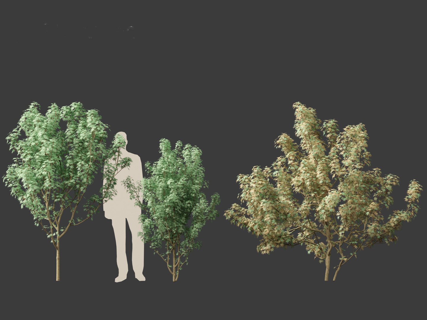 3D Lions Head Japanese Maple - Acer Palmatum Shishi-gashira Model ...