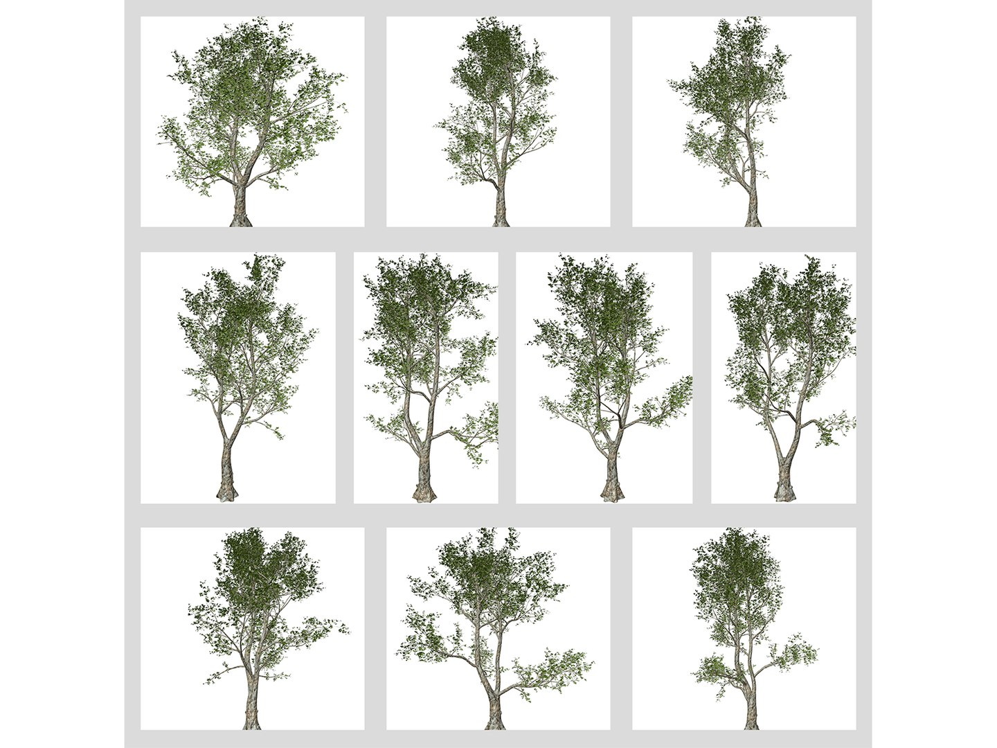 London Plane Tree Collection 3D - TurboSquid 2379030